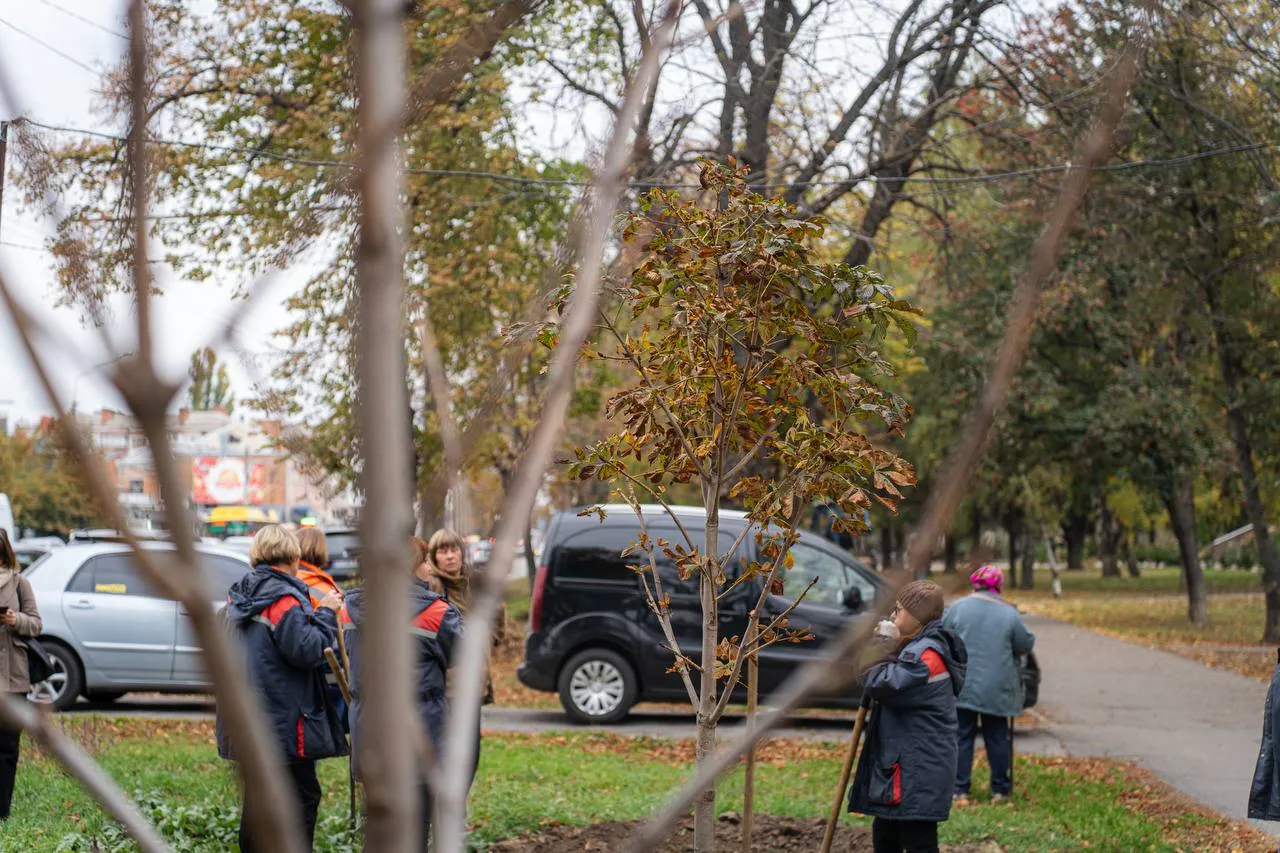 У Полтаві висадили нові дерева на семи локаціях. Читайте на UKR.NET